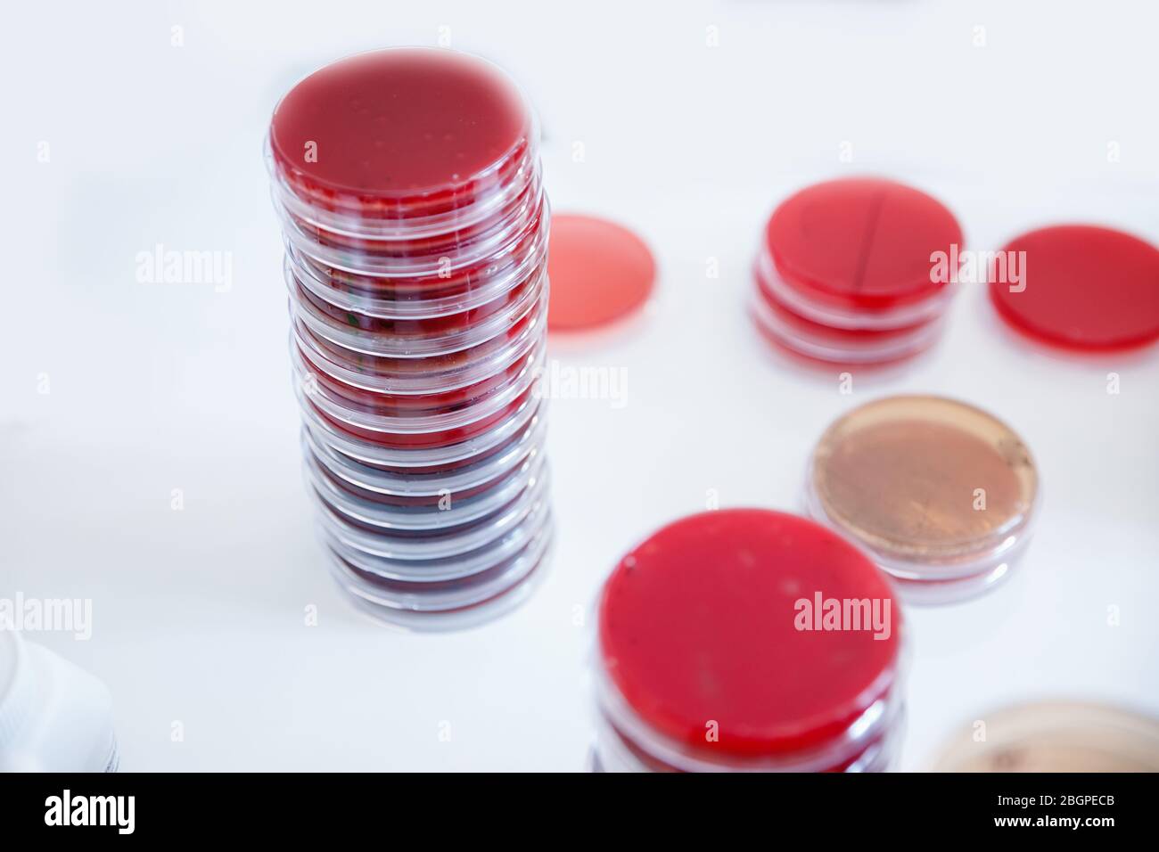 Microbiology laboratory agar plate full of micro bacterias and ...