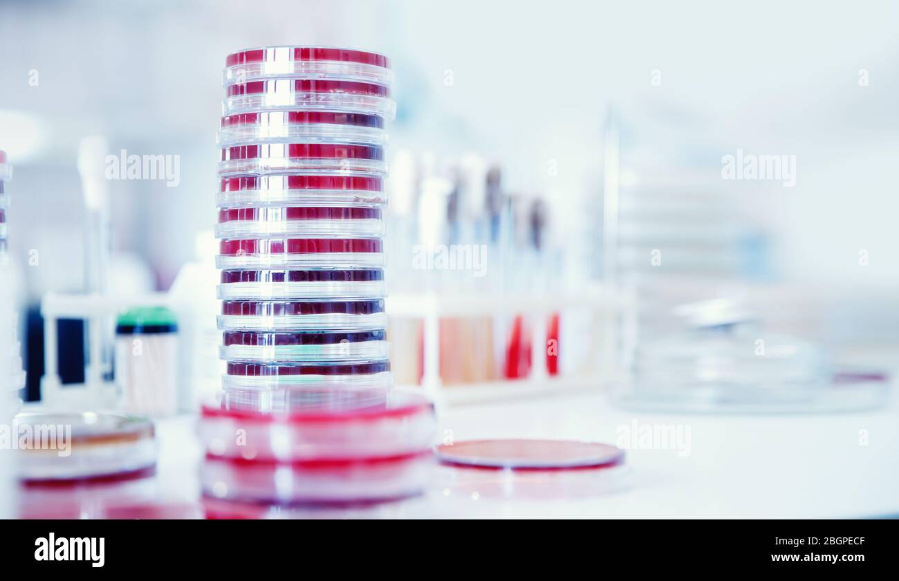 Microbiology laboratory agar plate full of micro bacterias and ...
