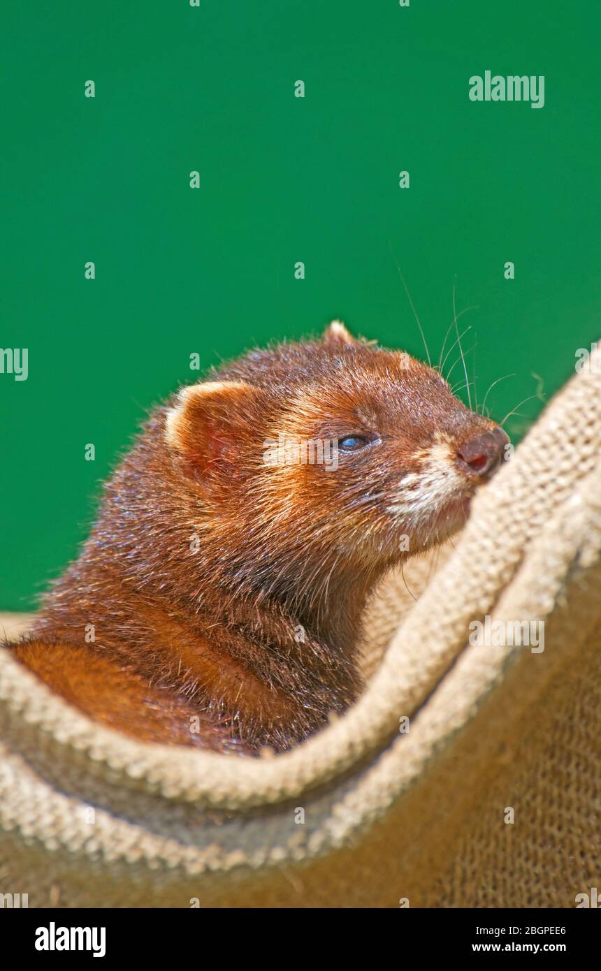 Mustele hi-res stock photography and images - Alamy