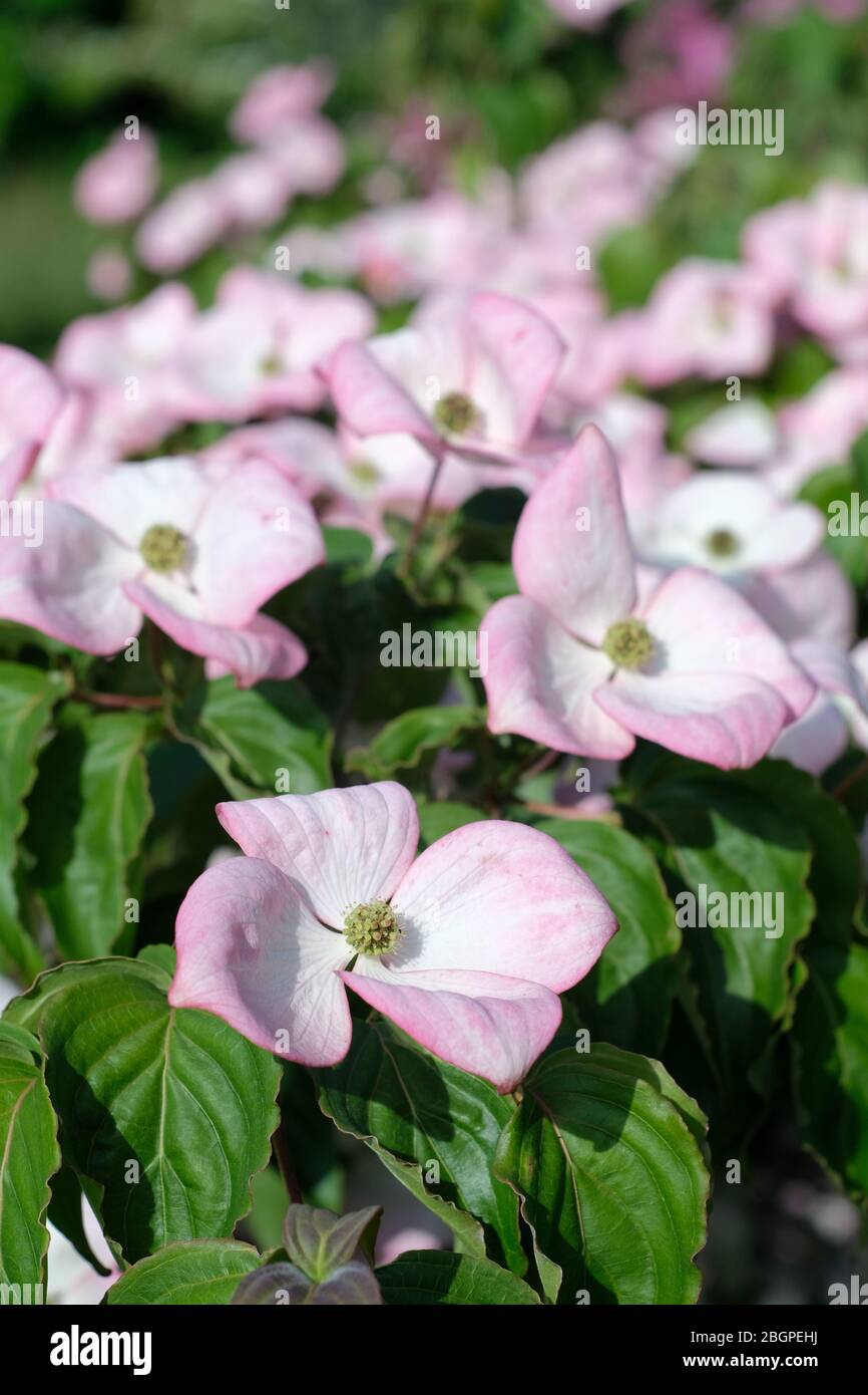 Cornus rutgersensis celestial hi-res stock photography and images - Alamy