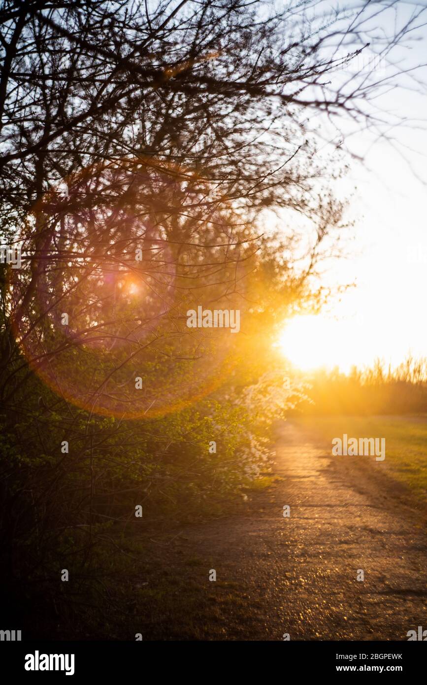 Plants at sunset, background Stock Photo - Alamy