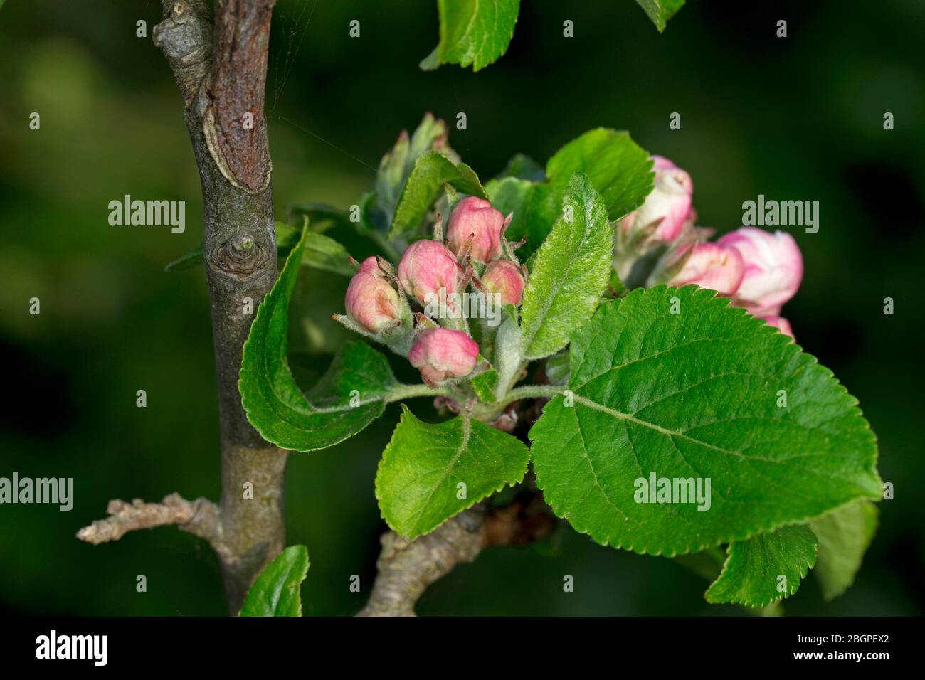 Malus domestica and flower and bud hi-res stock photography and images ...