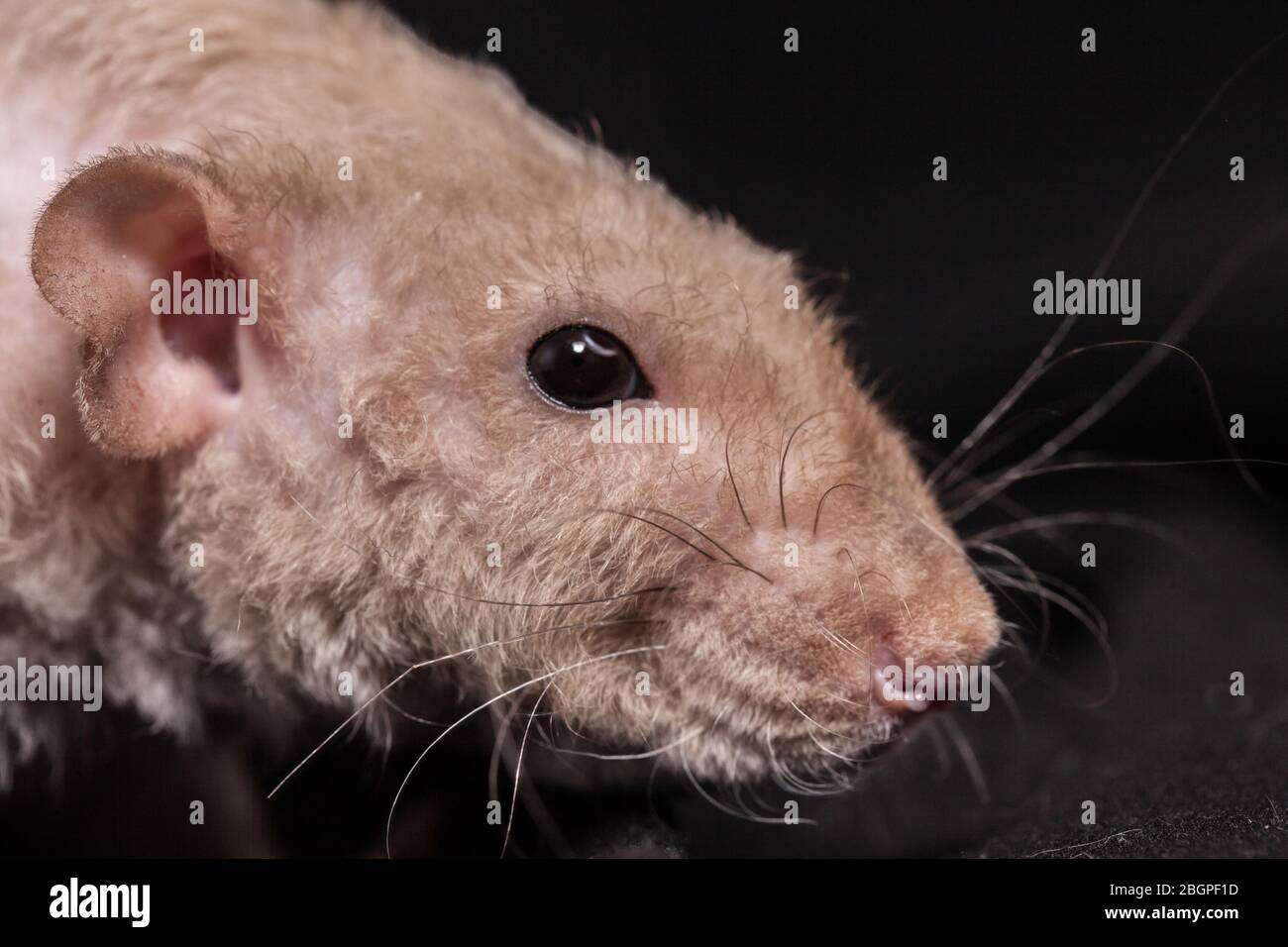 Brutal and severe rats. Funny and funny mouse Stock Photo - Alamy