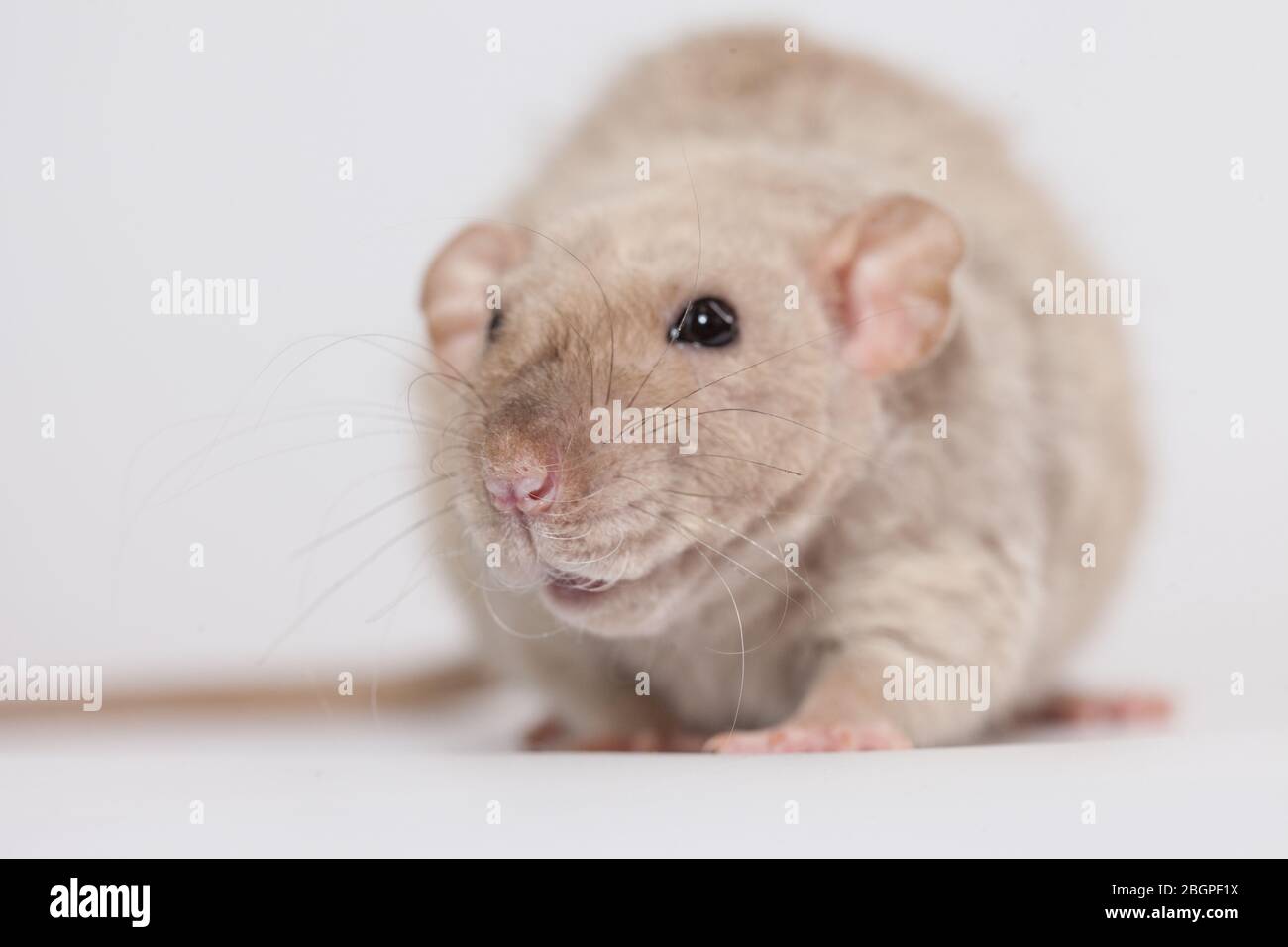 Brutal and severe rats. Funny and funny mouse Stock Photo - Alamy