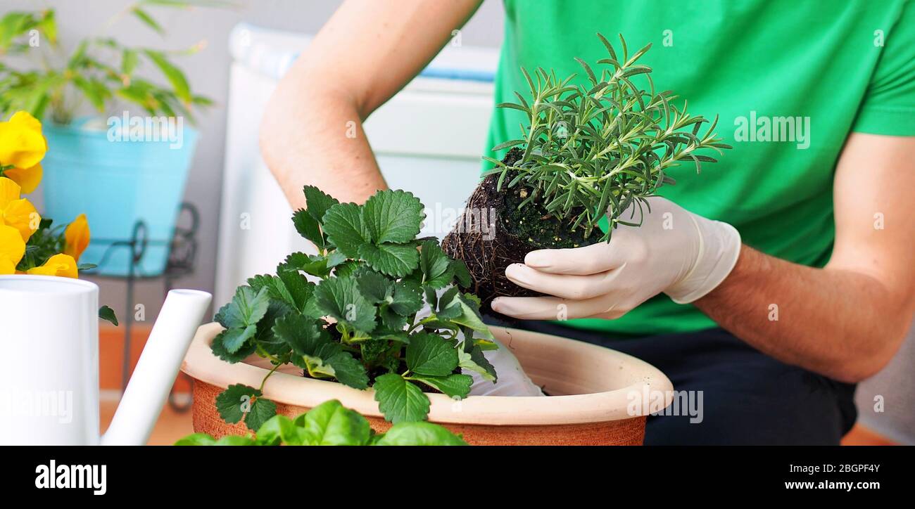 Terrace aromatic plants man hi-res stock photography and images - Alamy