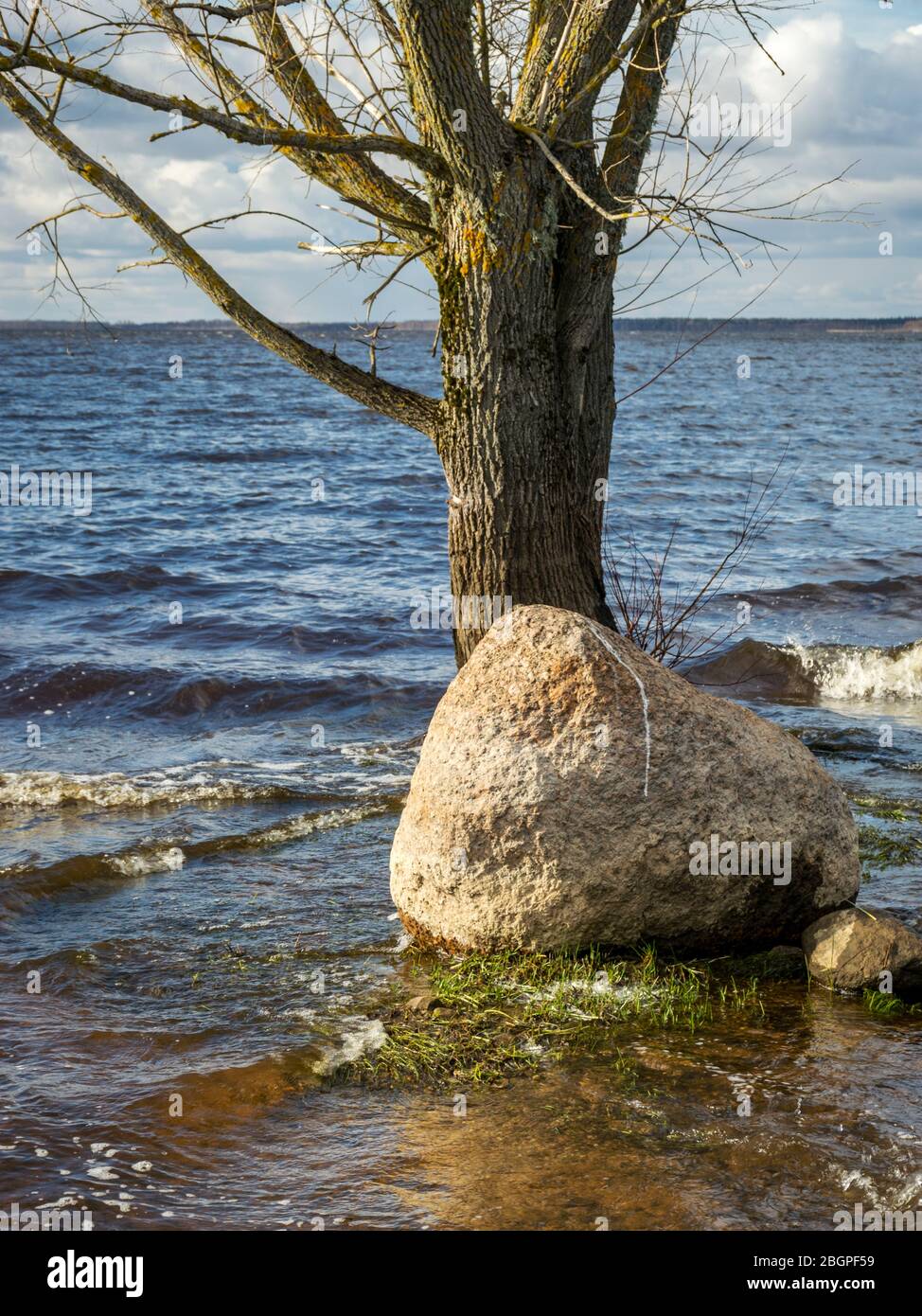 lonely tree and stones in the lake, wind and waves crash against the ...