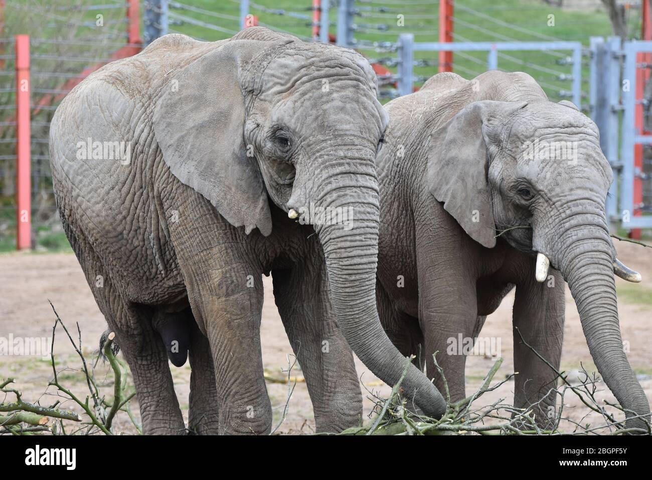 Two African elephants at Noah's Ark Zoo Farm, just outside Bristol ...