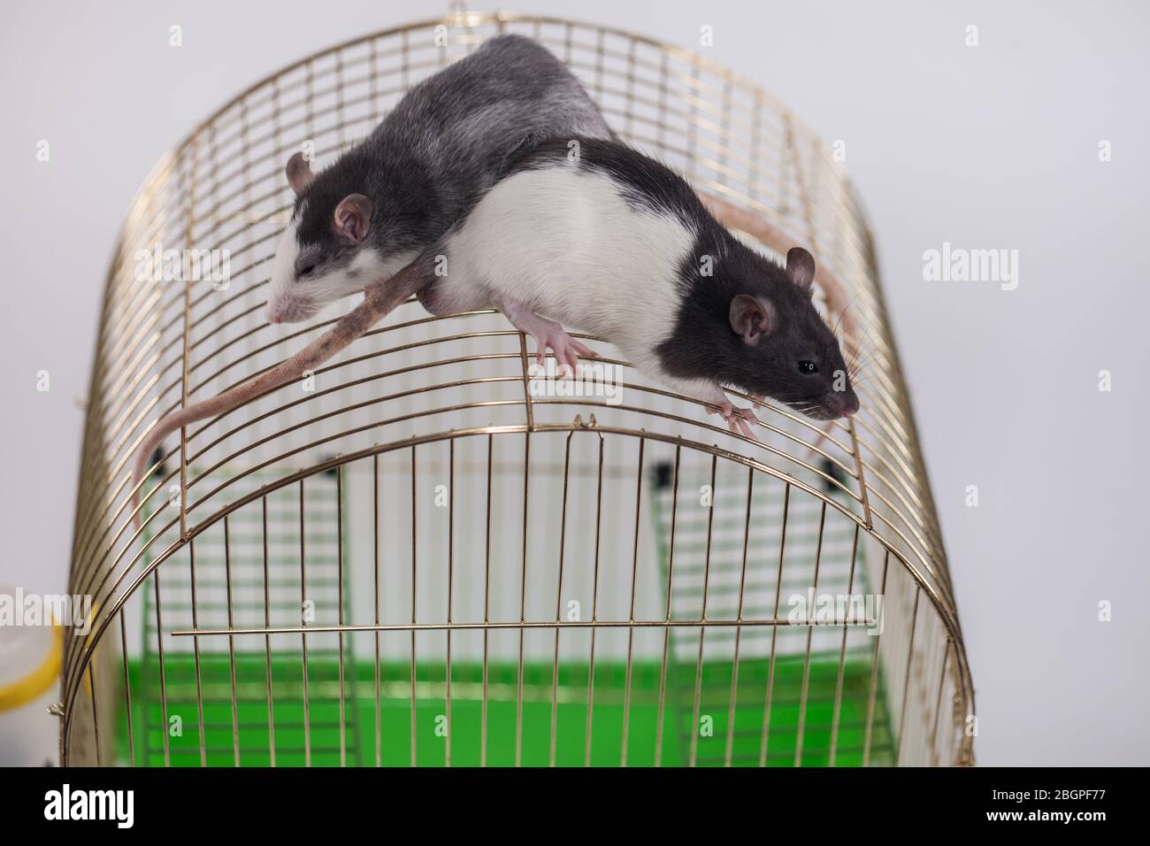 Self-isolation from a pandemic concept. Living creature in a cage. 2020 ...