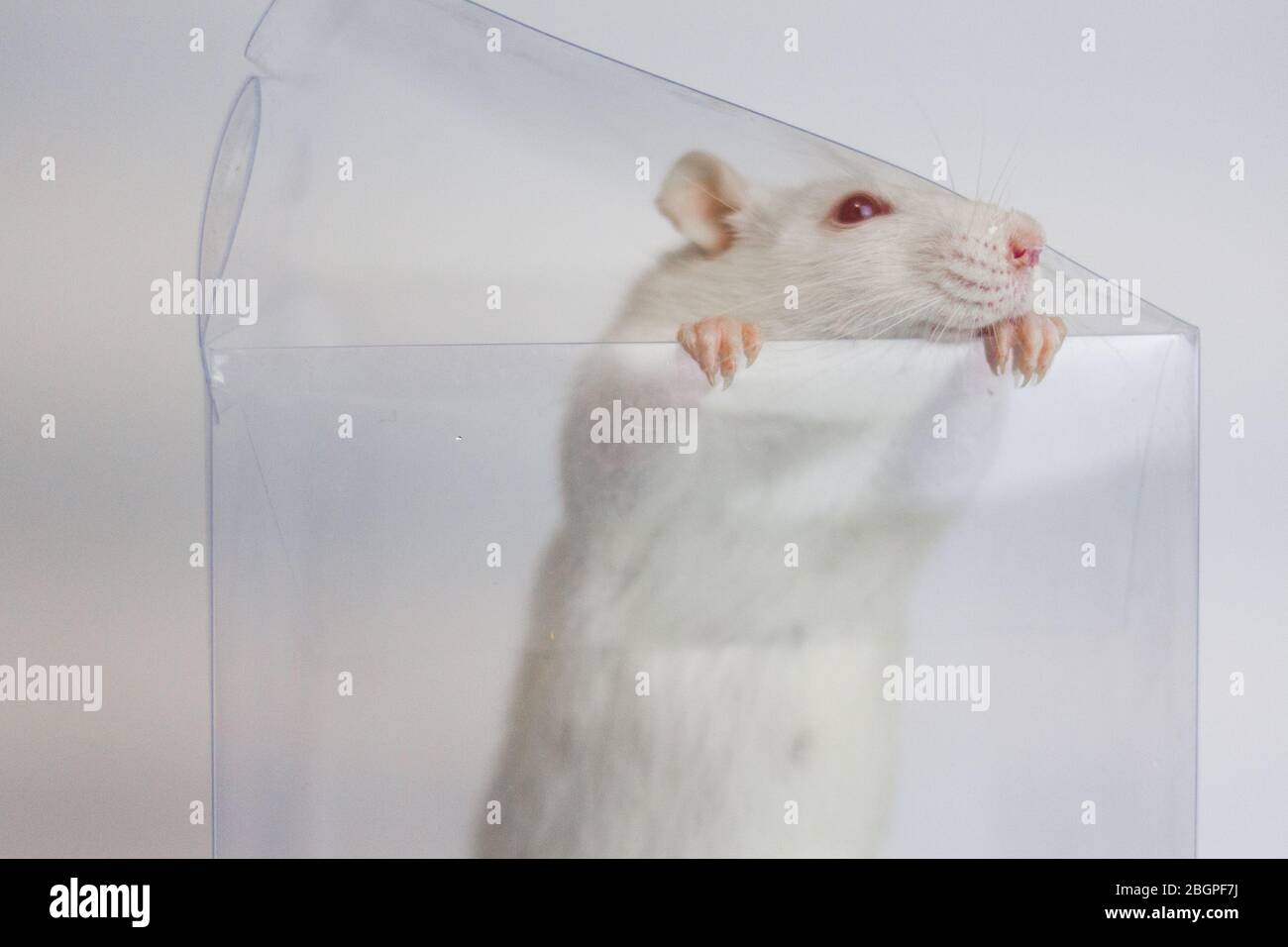 Self-isolation from a pandemic concept. Living creature in a cage. 2020 ...