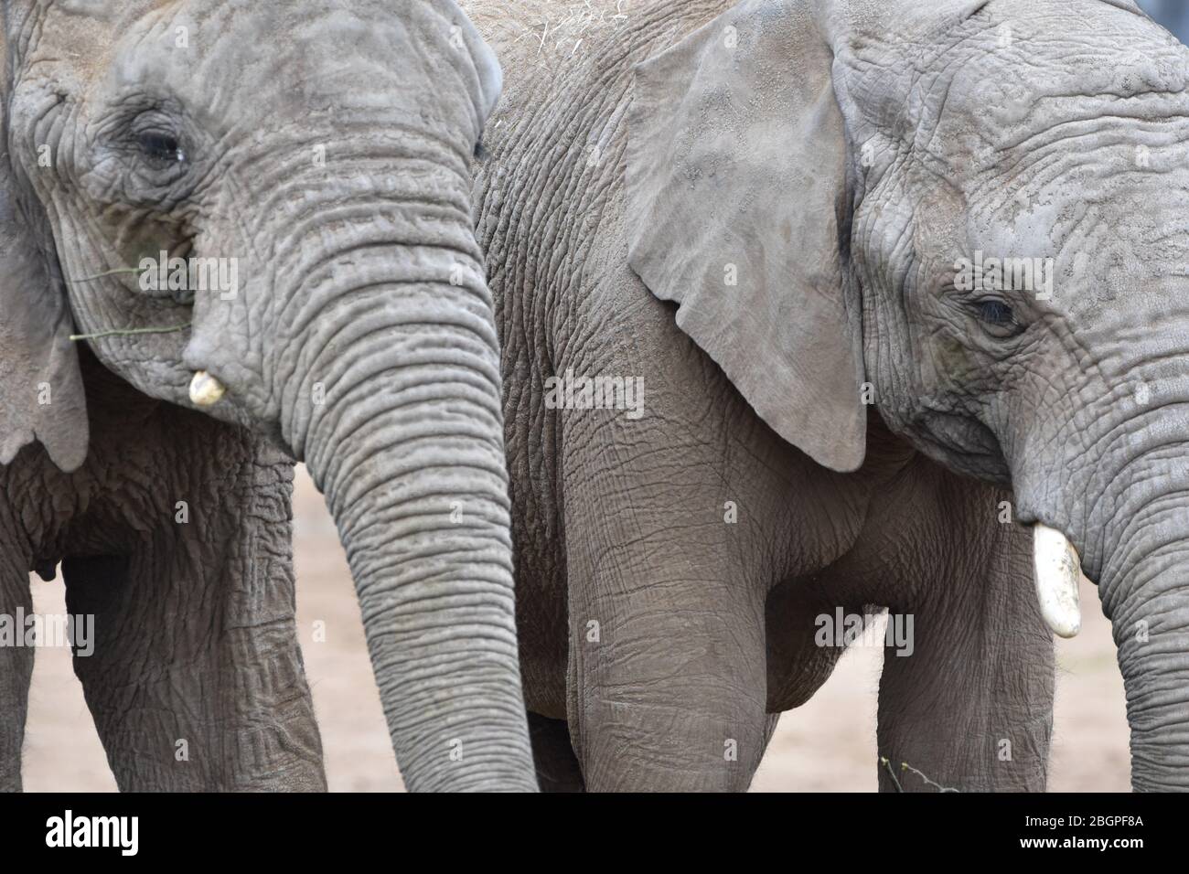 North African Elephant