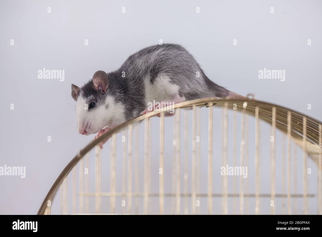 Self-isolation from a pandemic concept. Living creature in a cage. 2020 ...