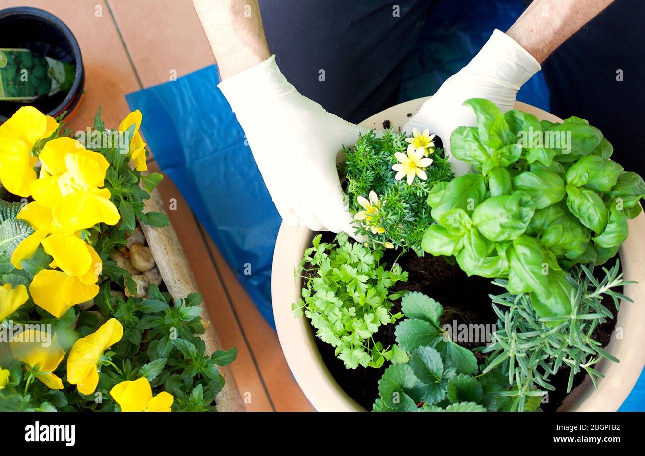 Terrace aromatic plants man hi-res stock photography and images - Alamy