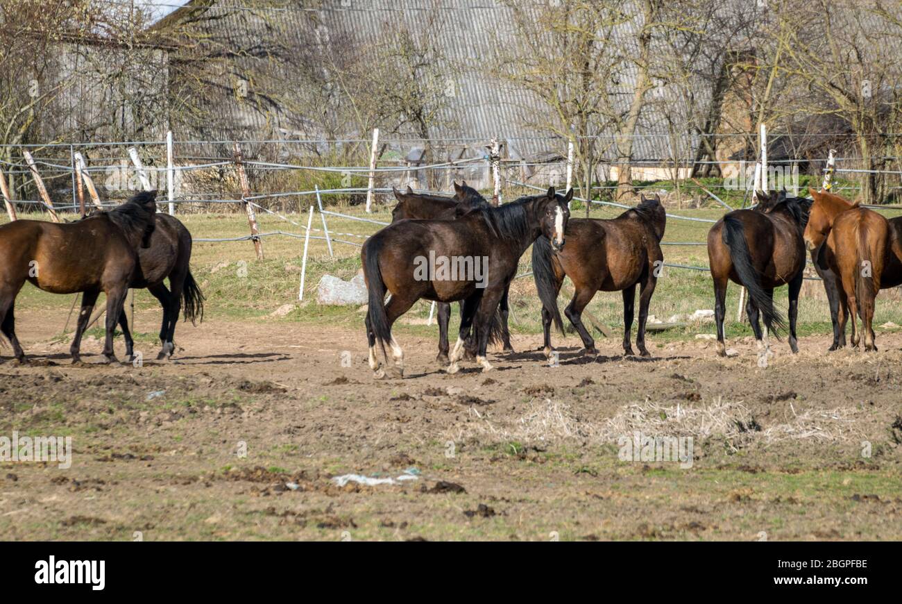 Horses in spring hi-res stock photography and images - Alamy