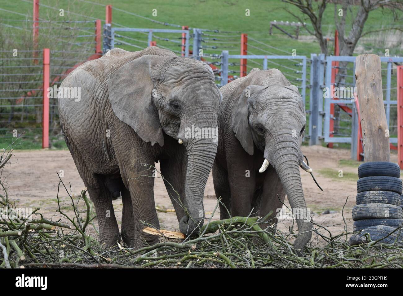 Two elephants at Noah's Ark Zoo Farm, just outside Bristol Stock Photo ...