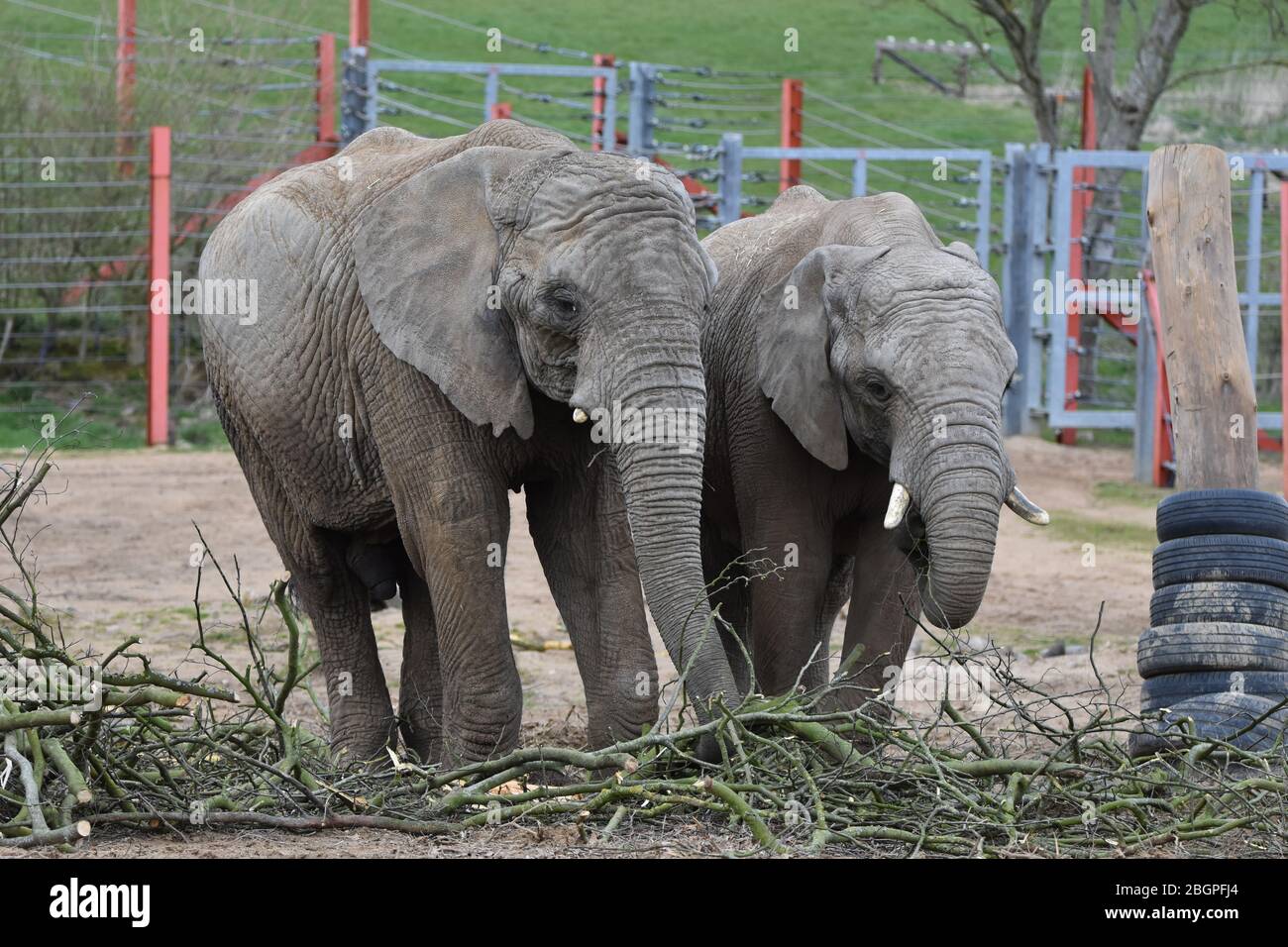 Two elephants at Noah's Ark Zoo Farm, just outside Bristol Stock Photo ...