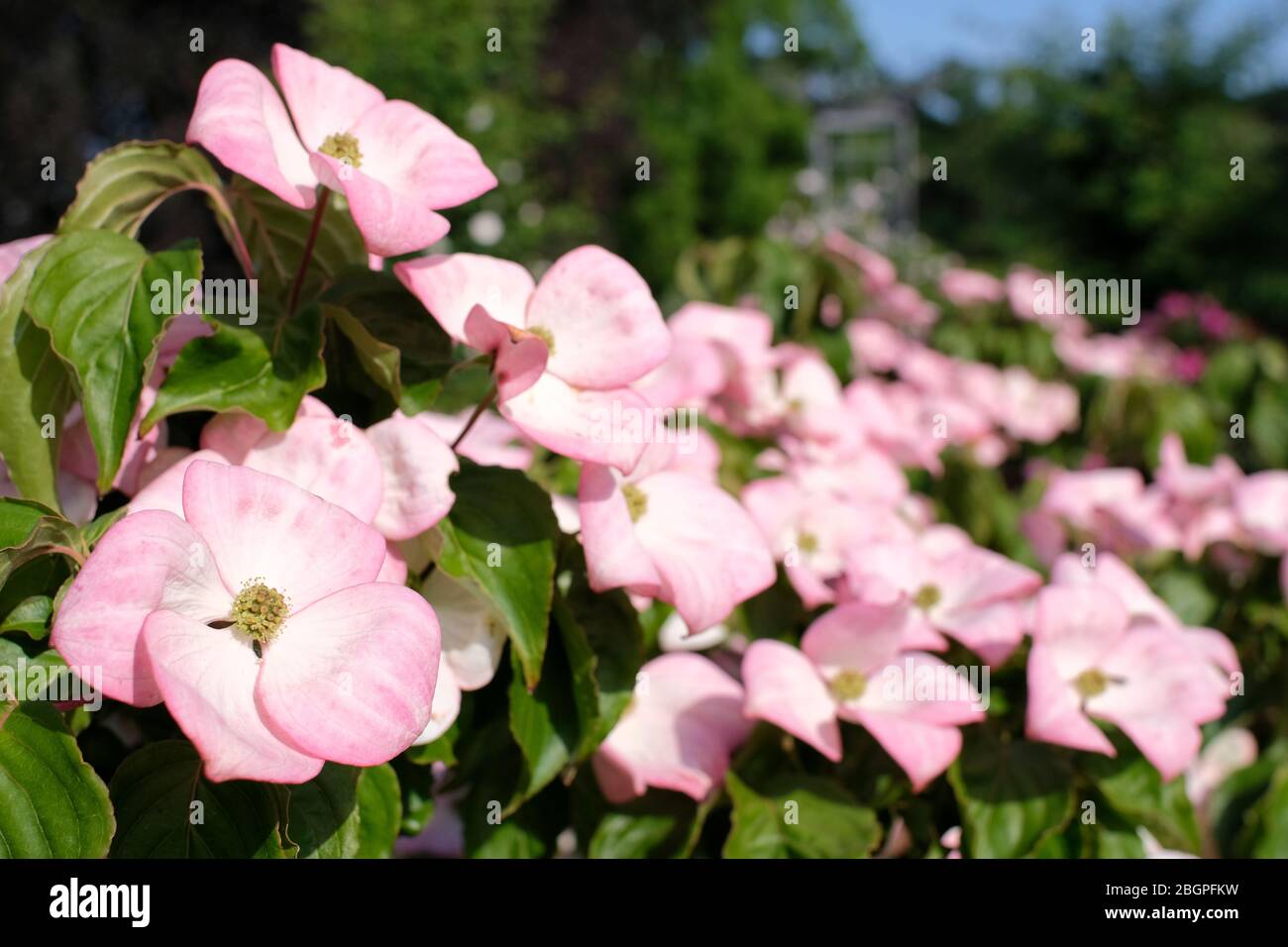 Cornus celestial rutdan hi-res stock photography and images - Alamy