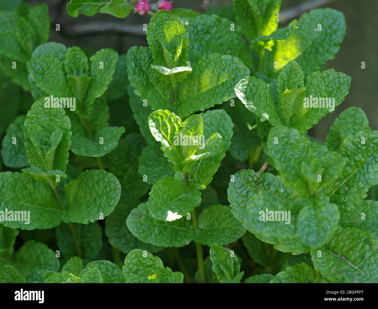 Green stems sunshine hi-res stock photography and images - Alamy