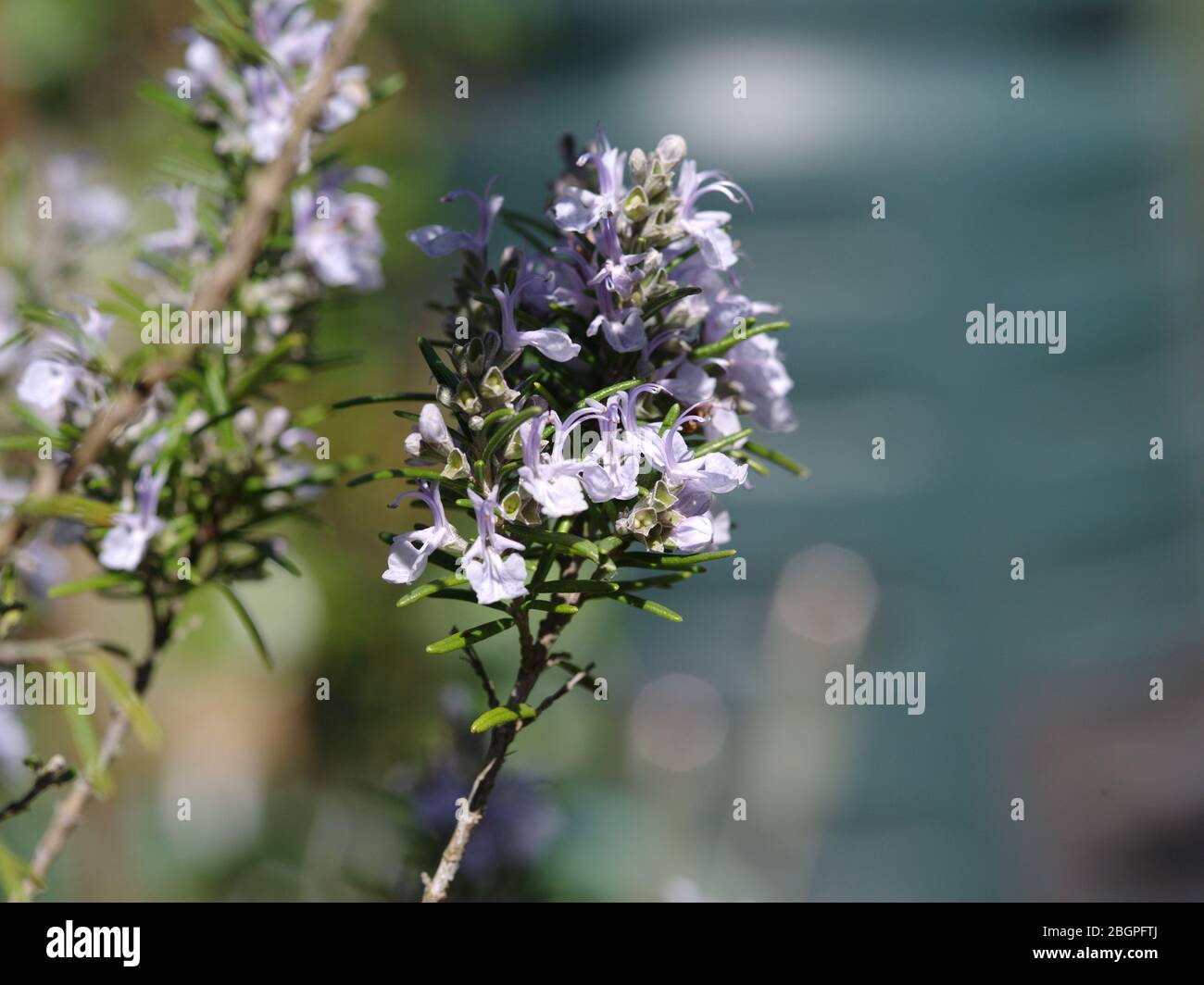 Pink rosemary flowers hi-res stock photography and images - Alamy