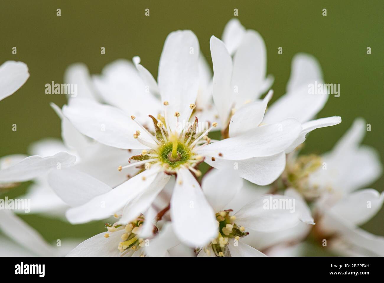 A close up of a flower of a snowy mespilus (Amelanchier lamarckii Stock ...