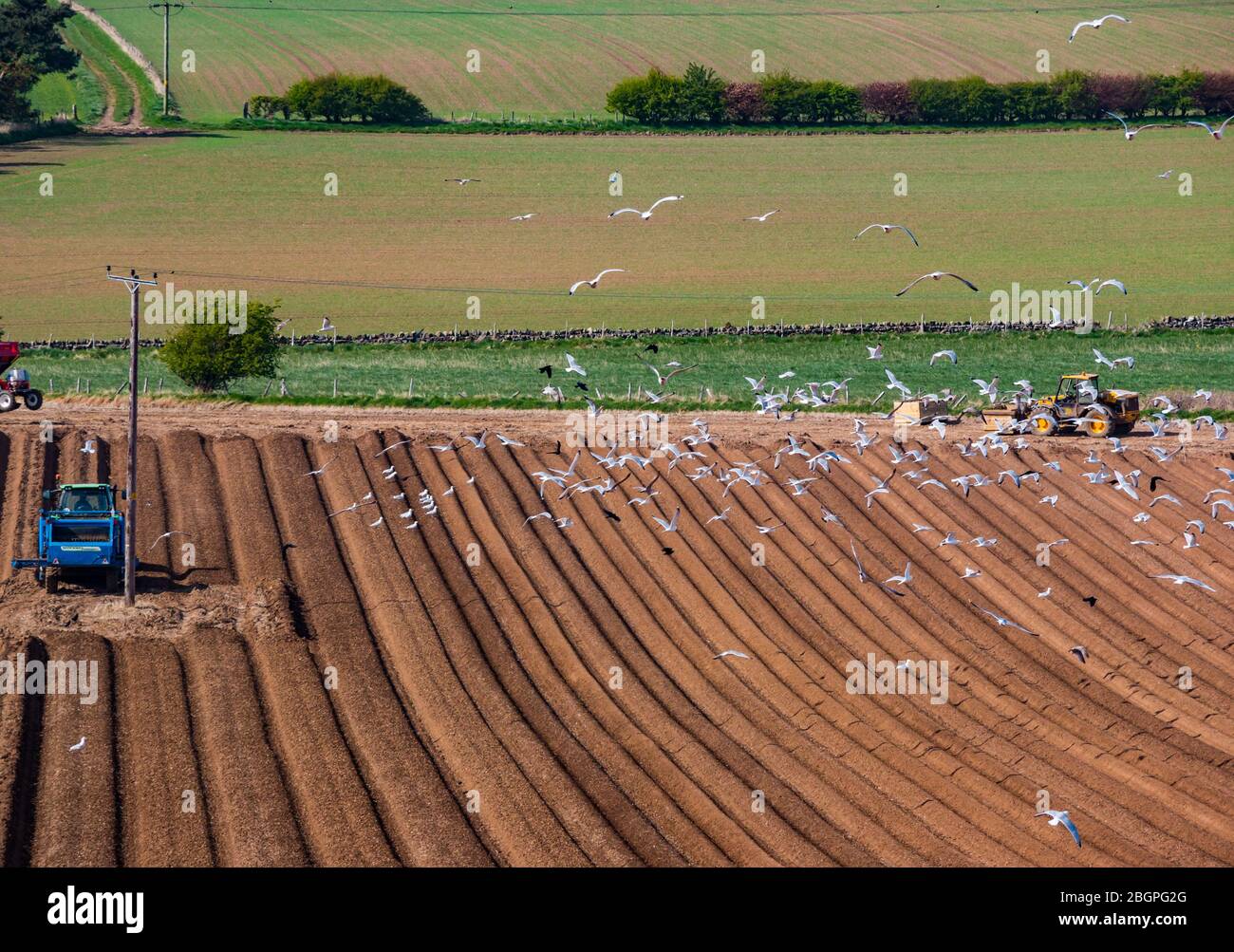 Overhead tractor ploughing gulls hi-res stock photography and images ...