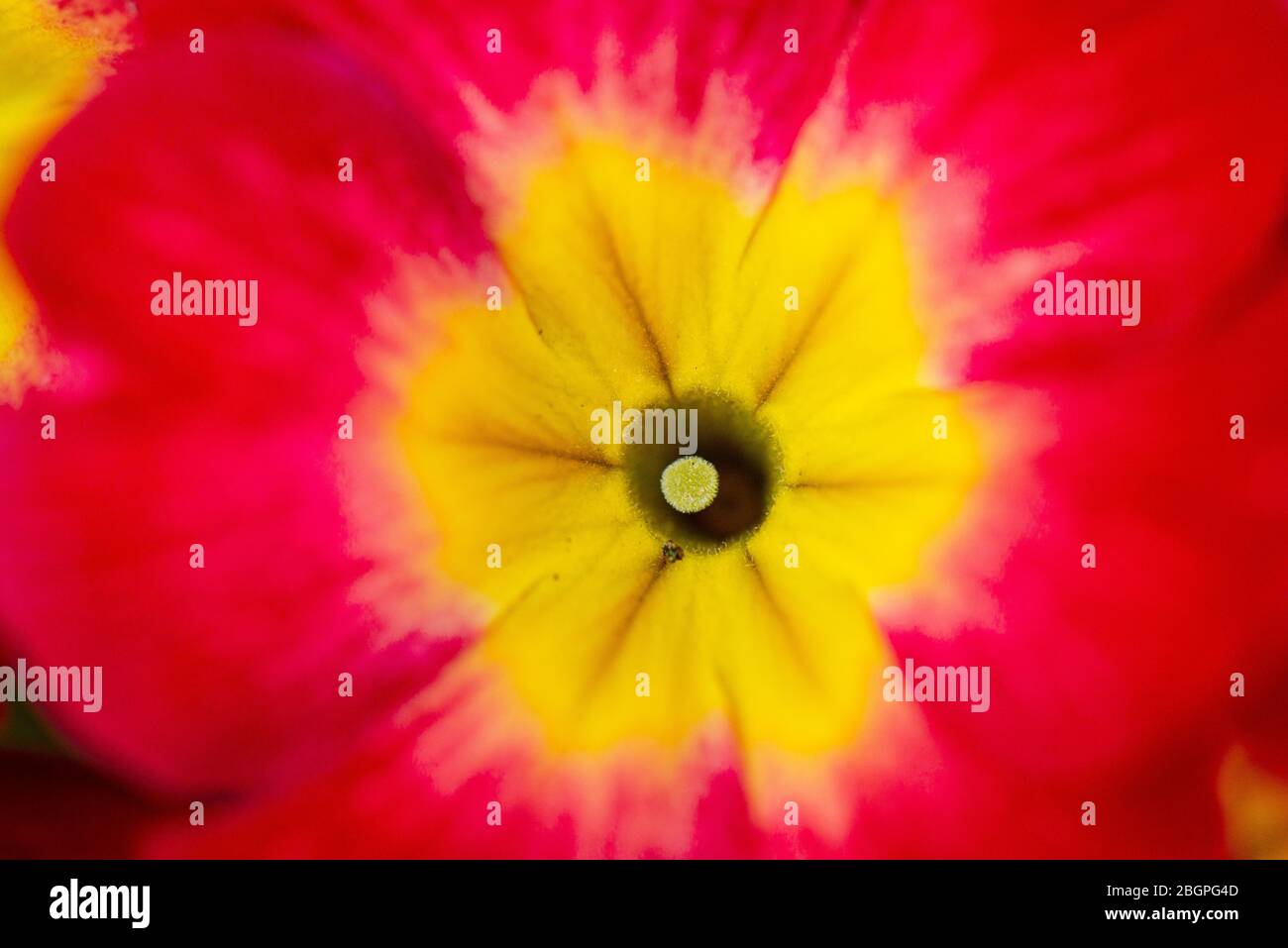 A close up of the flower of a red primrose with a yellow centre Stock ...