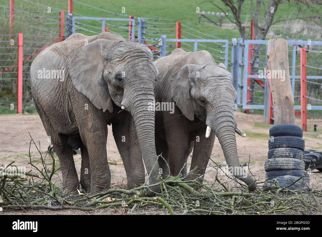 Two elephants at Noah's Ark Zoo Farm, just outside Bristol Stock Photo ...