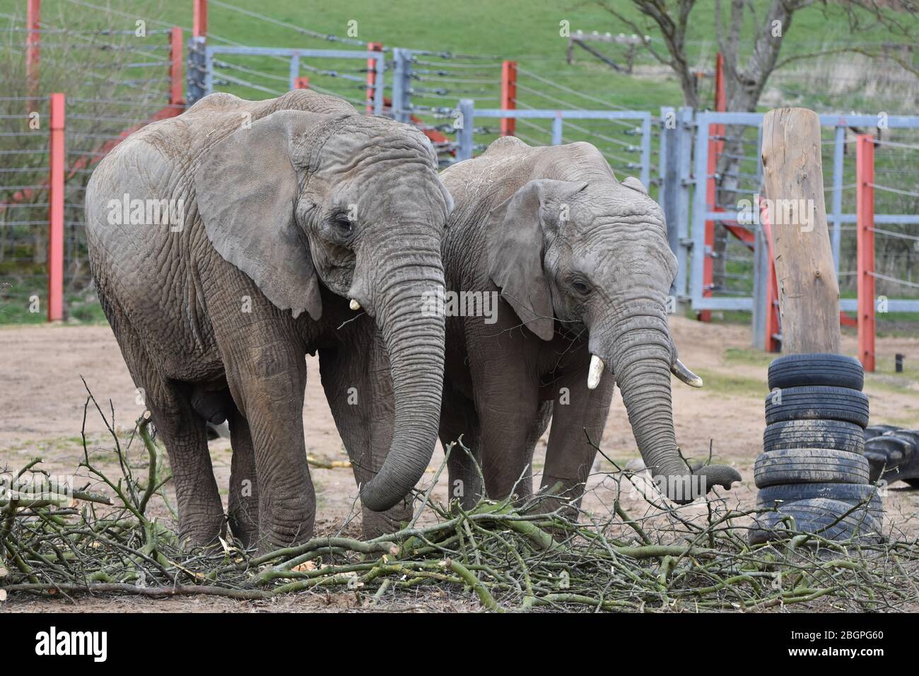 Two elephants at Noah's Ark Zoo Farm, just outside Bristol Stock Photo ...