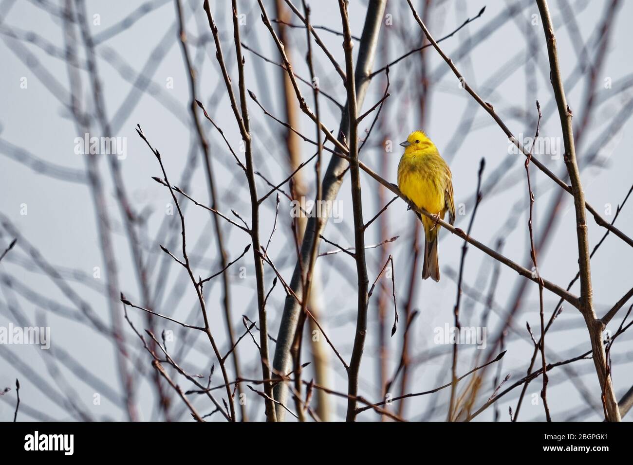 A bird golden bunting in the tree Stock Photo - Alamy