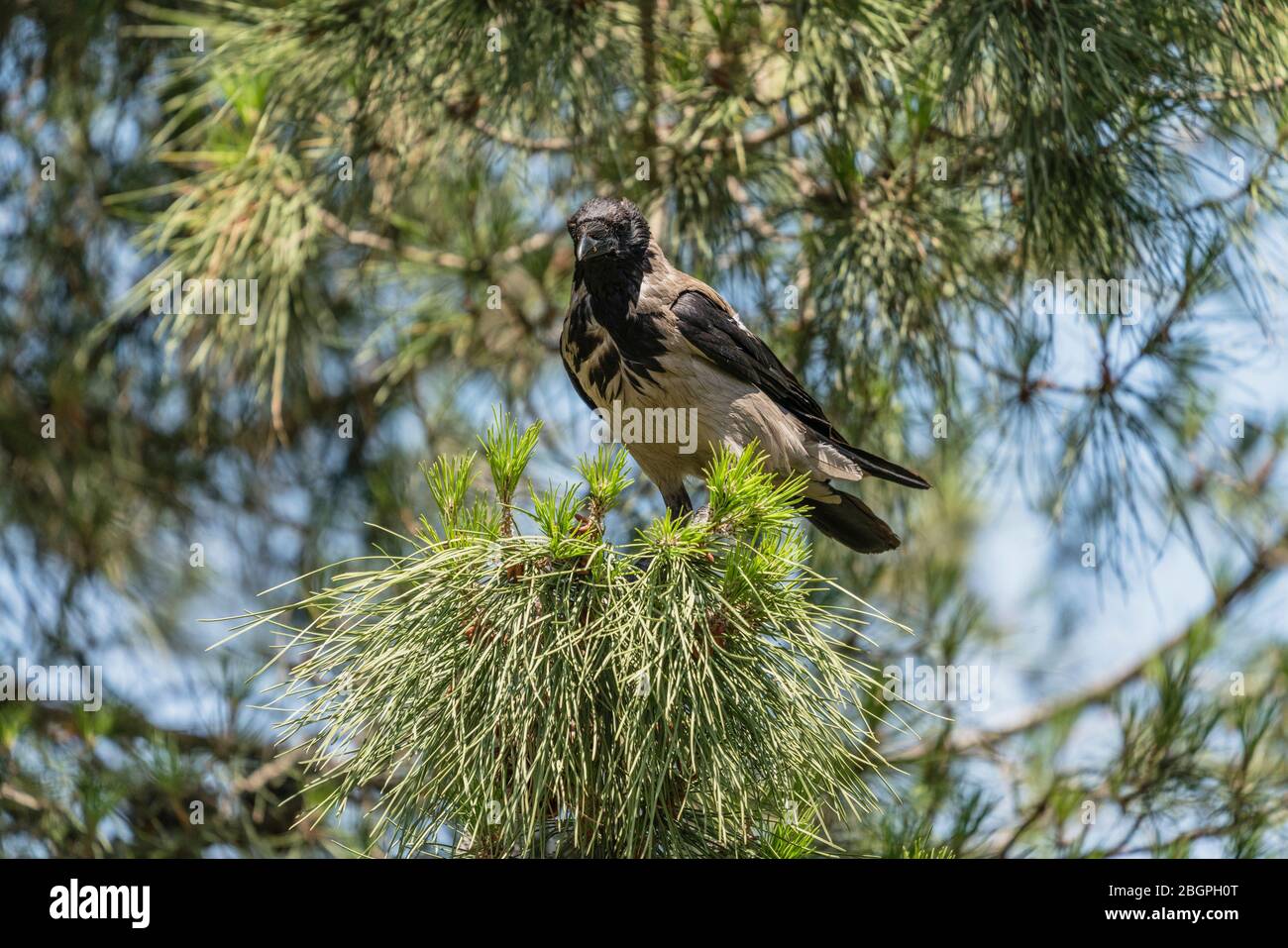 Israel, Jerusalem, Mount of Olives, A Hooded Crow, Corvus cornix. The ...