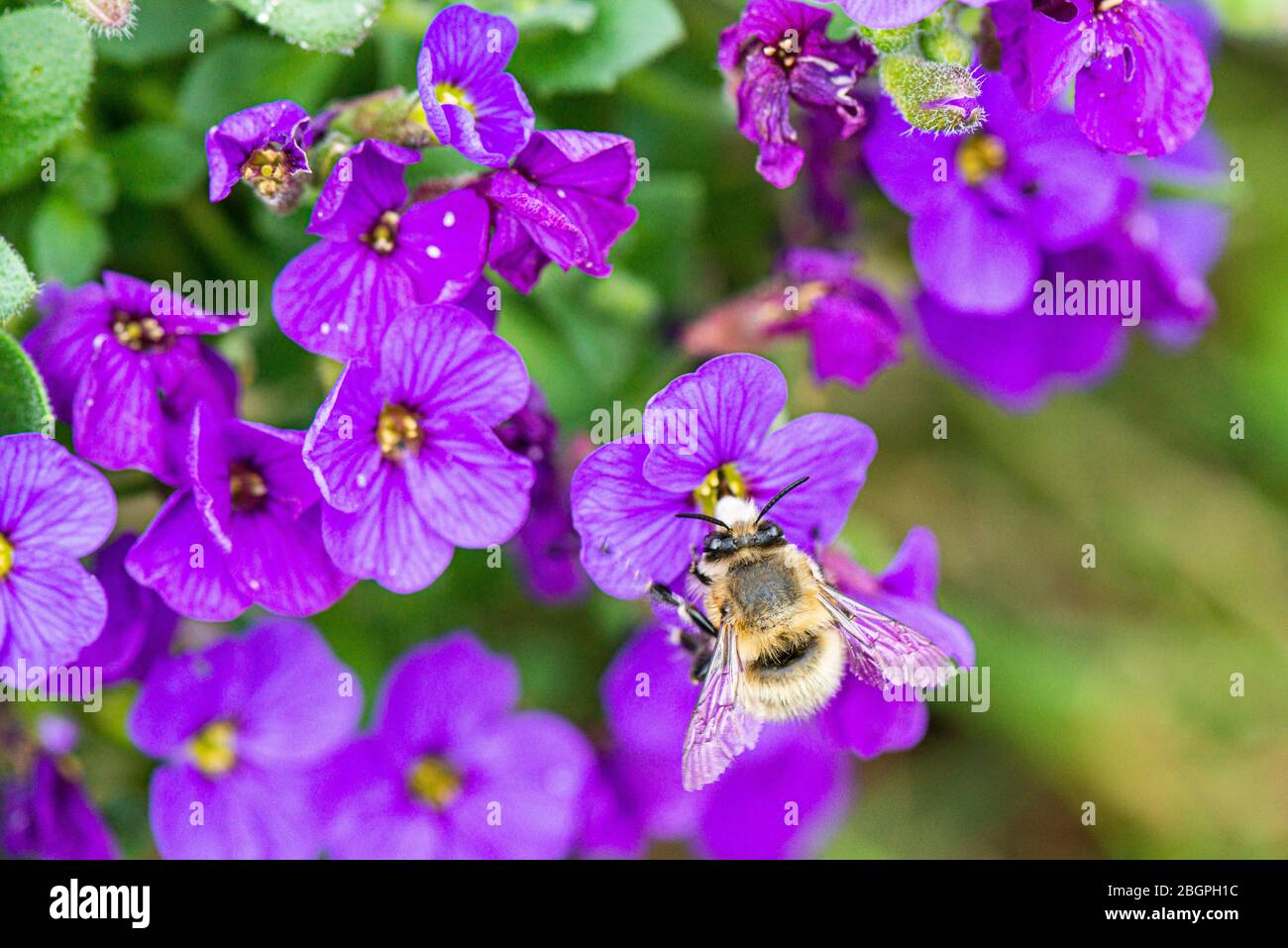 A male hairy-footed flower bee (Anthophora plumipes) on the flower of ...