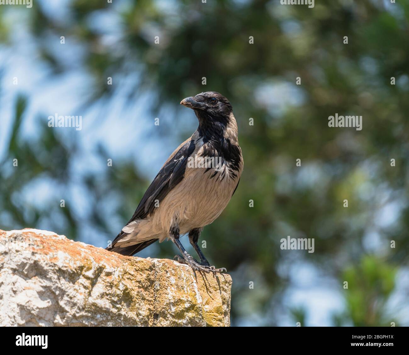 Israel, Jerusalem, Mount of Olives, A Hooded Crow, Corvus cornix. The ...