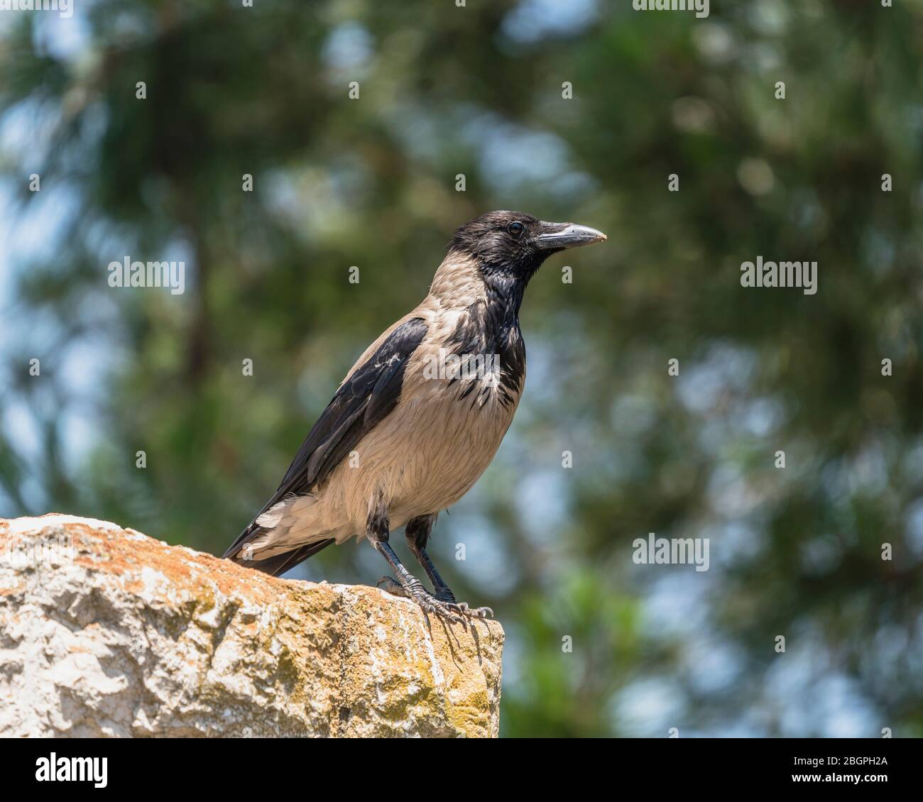 Israel, Jerusalem, Mount of Olives, A Hooded Crow, Corvus cornix. The ...