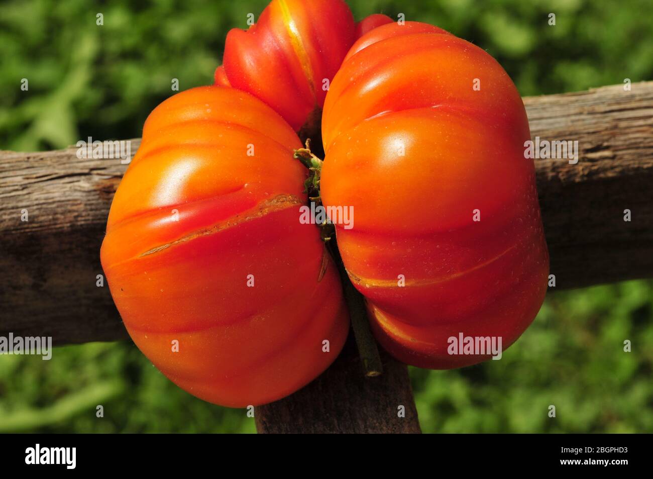 Split tomatoes plant hi-res stock photography and images - Alamy