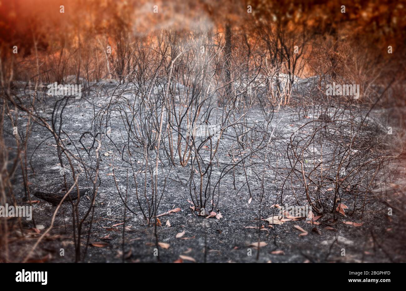 Wildfire burnt tree bush and ashes with outdoor sun lighting Stock ...