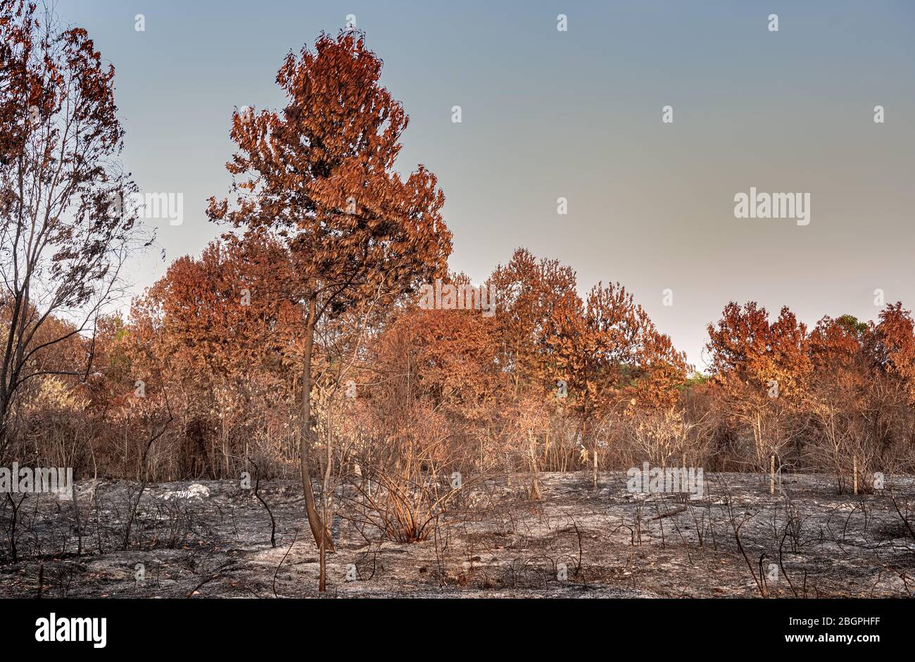Wildfire burnt tree bush and ashes with outdoor sun lighting Stock ...