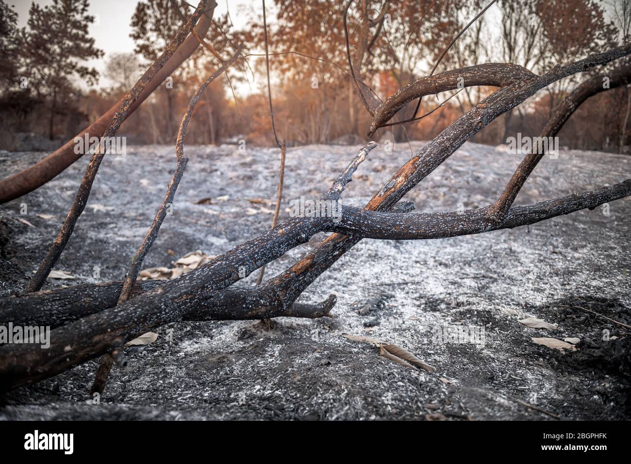 Wildfire burnt tree bush and ashes with outdoor sun lighting Stock ...