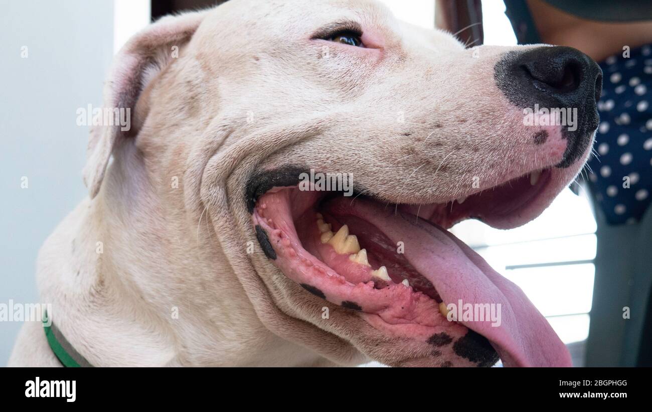 Canine porter hi-res stock photography and images - Alamy