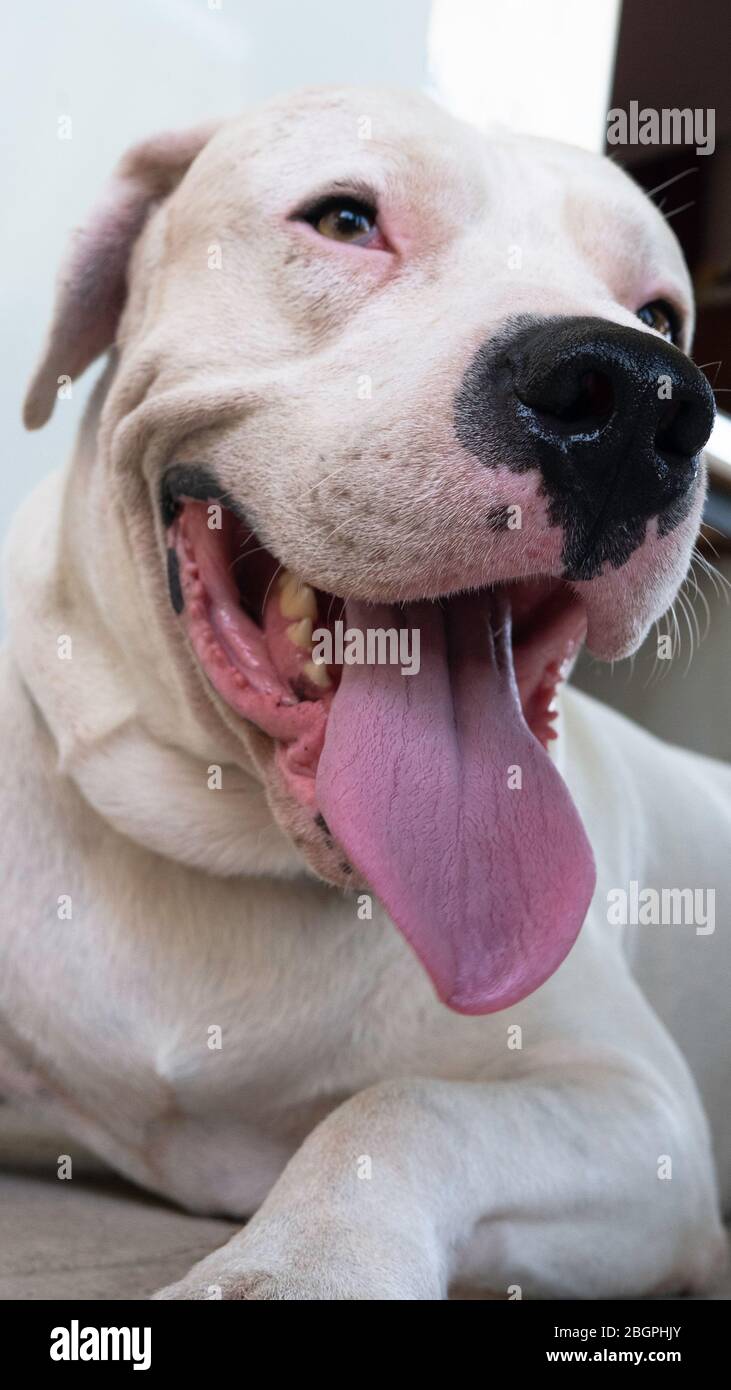 Canine porter hi-res stock photography and images - Alamy