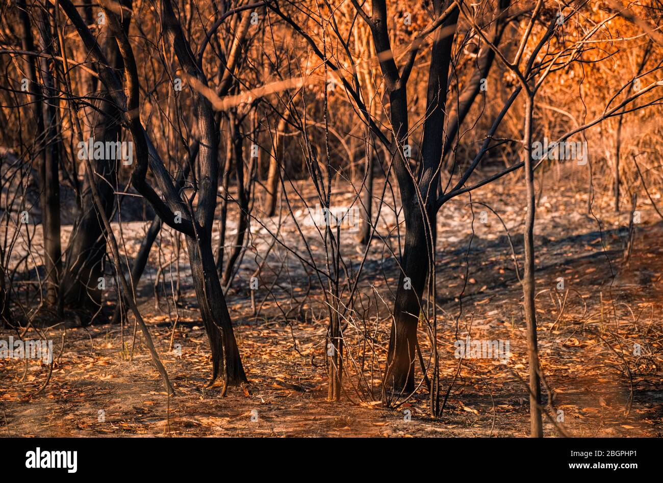 Burnt tree ashes hi-res stock photography and images - Alamy