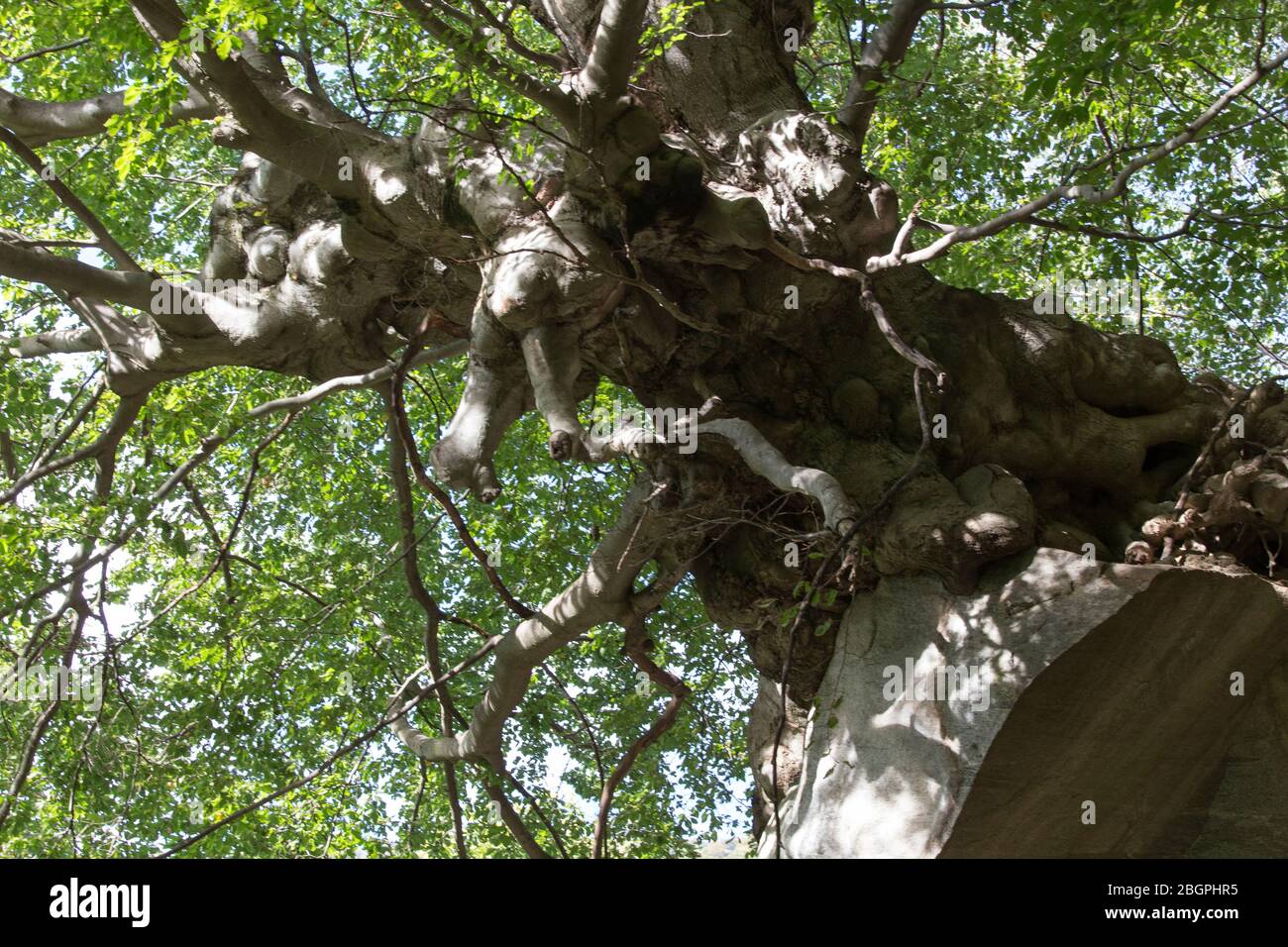 A giant tree growing on a stone in north of Italy Stock Photo - Alamy