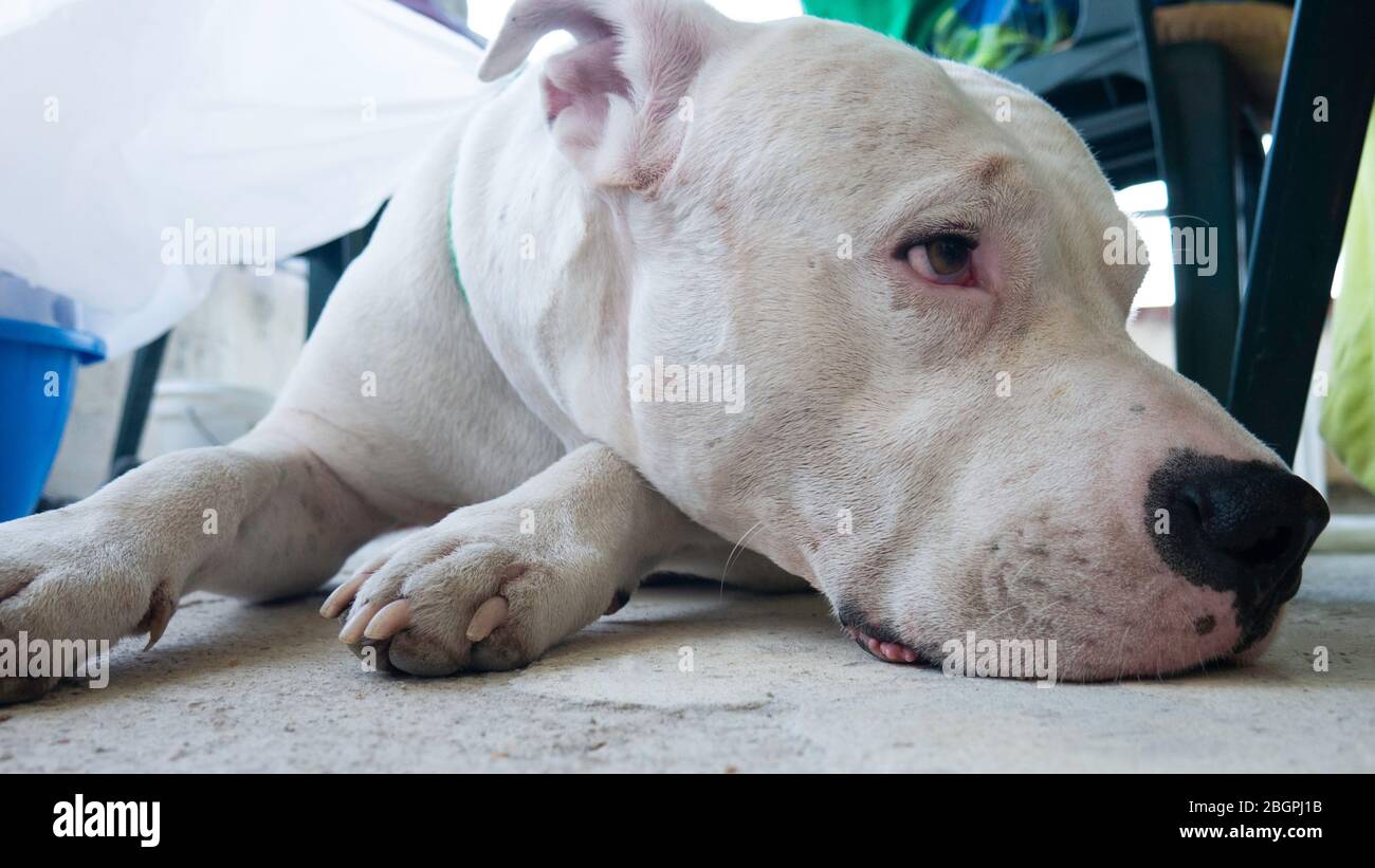 Dog Dogo Argentino resting. Argentinian Mastiff. Beautiful white dog ...