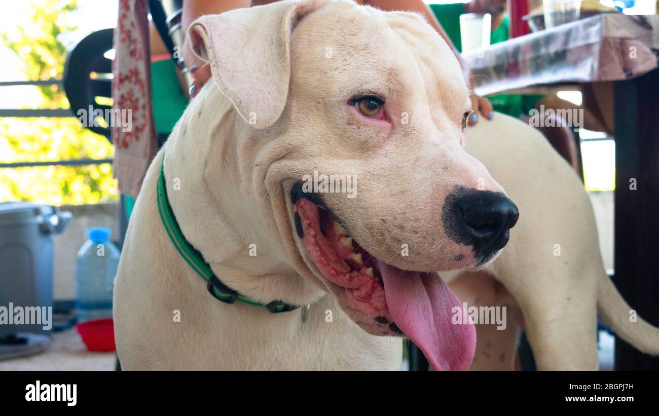 Canine porter hi-res stock photography and images - Alamy