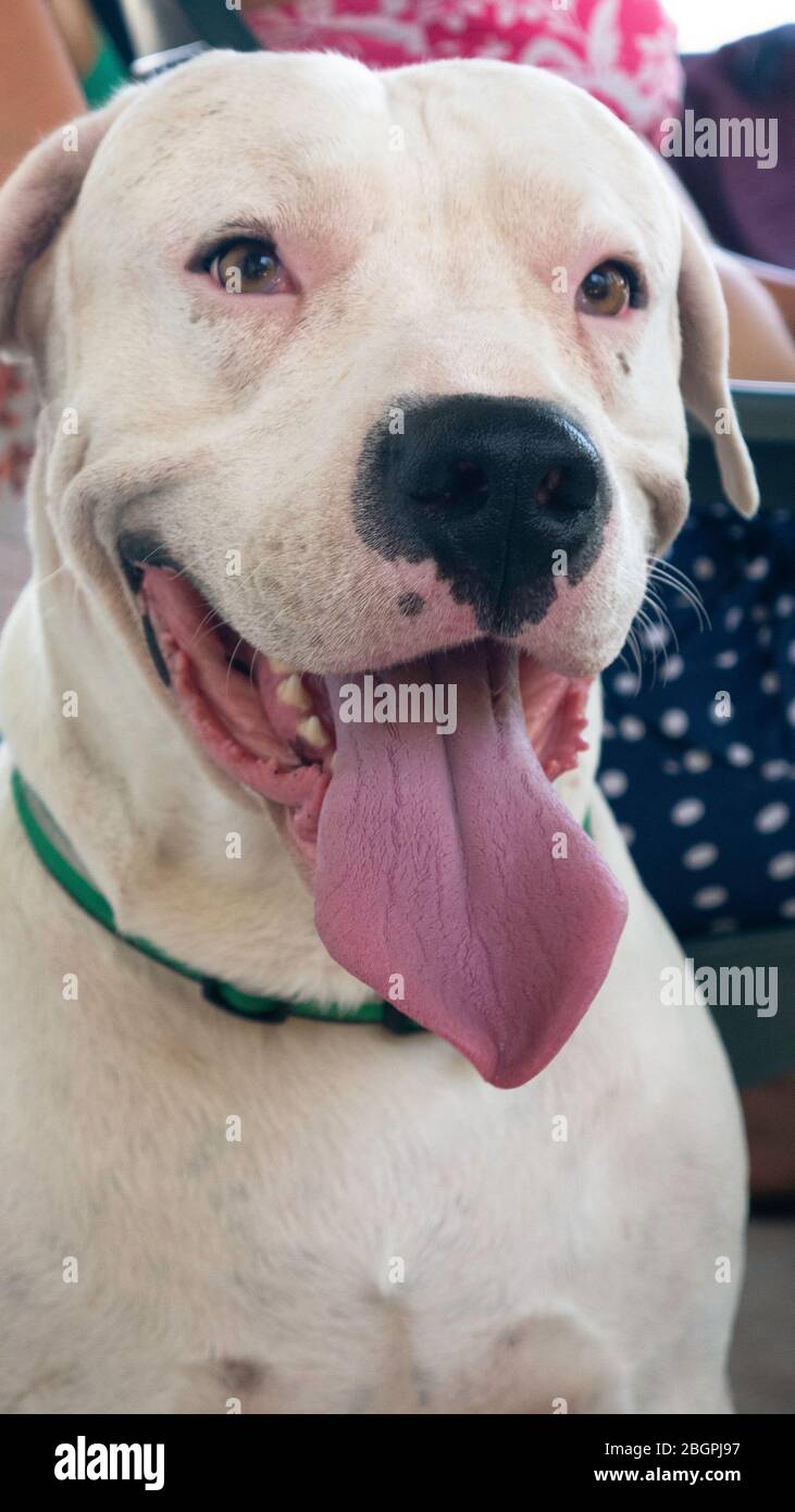 Canine porter hi-res stock photography and images - Alamy
