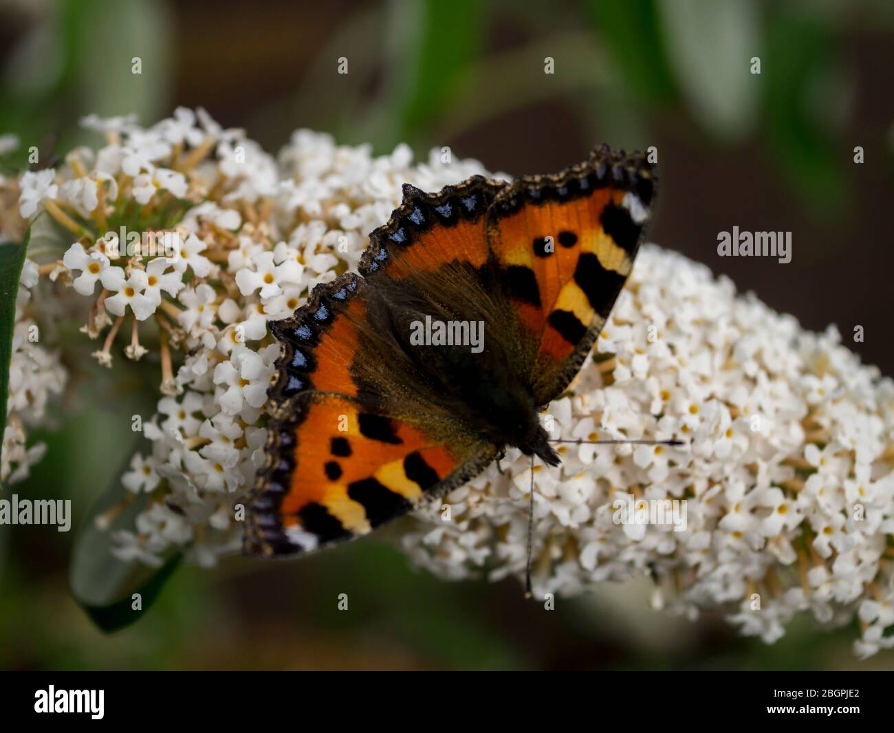 Tortoiseshell patterns hi-res stock photography and images - Alamy