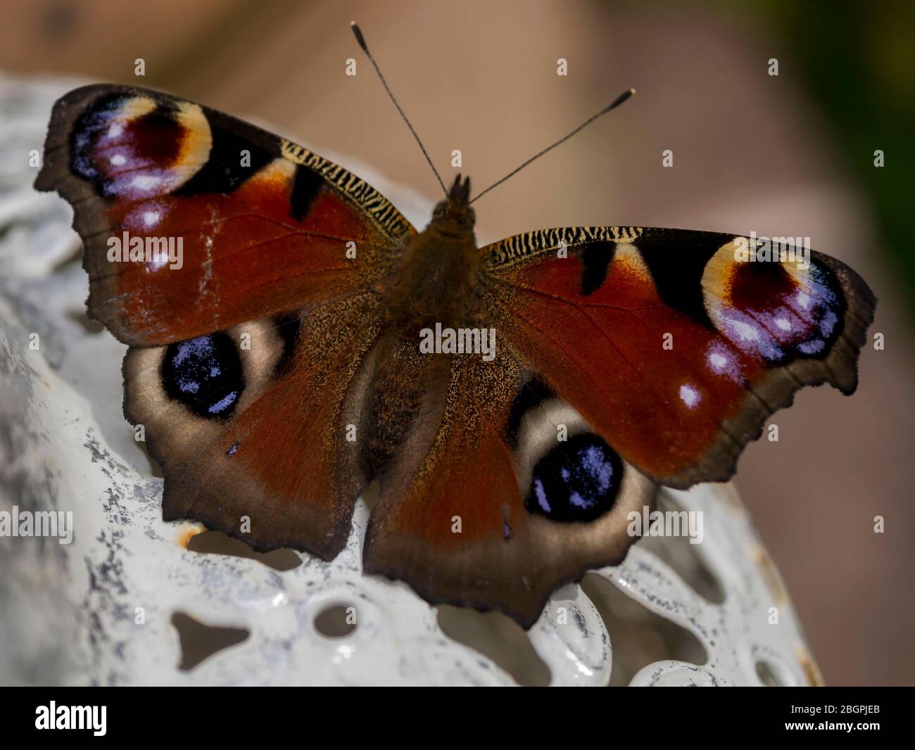 Colourful display of butterflies hi-res stock photography and images ...