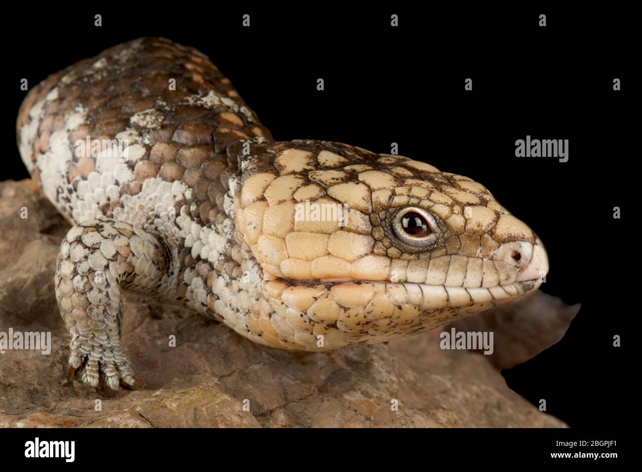 Western shingleback skink (Tiliqua rugosa rugosa Stock Photo - Alamy