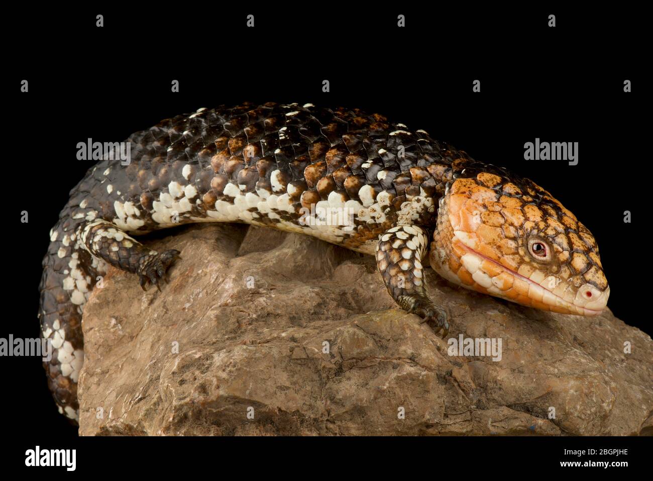 Eastern shingleback lizard tiliqua rugosa hi-res stock photography and ...