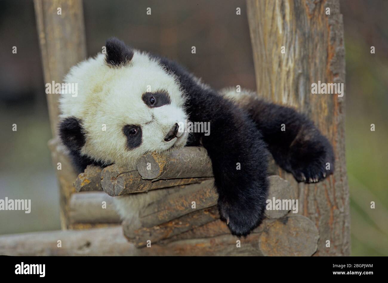 GIANT PANDA (AILUROPODA MELANOLEUCA), CHENGDU RESEARCH BASE, SICHUAN ...