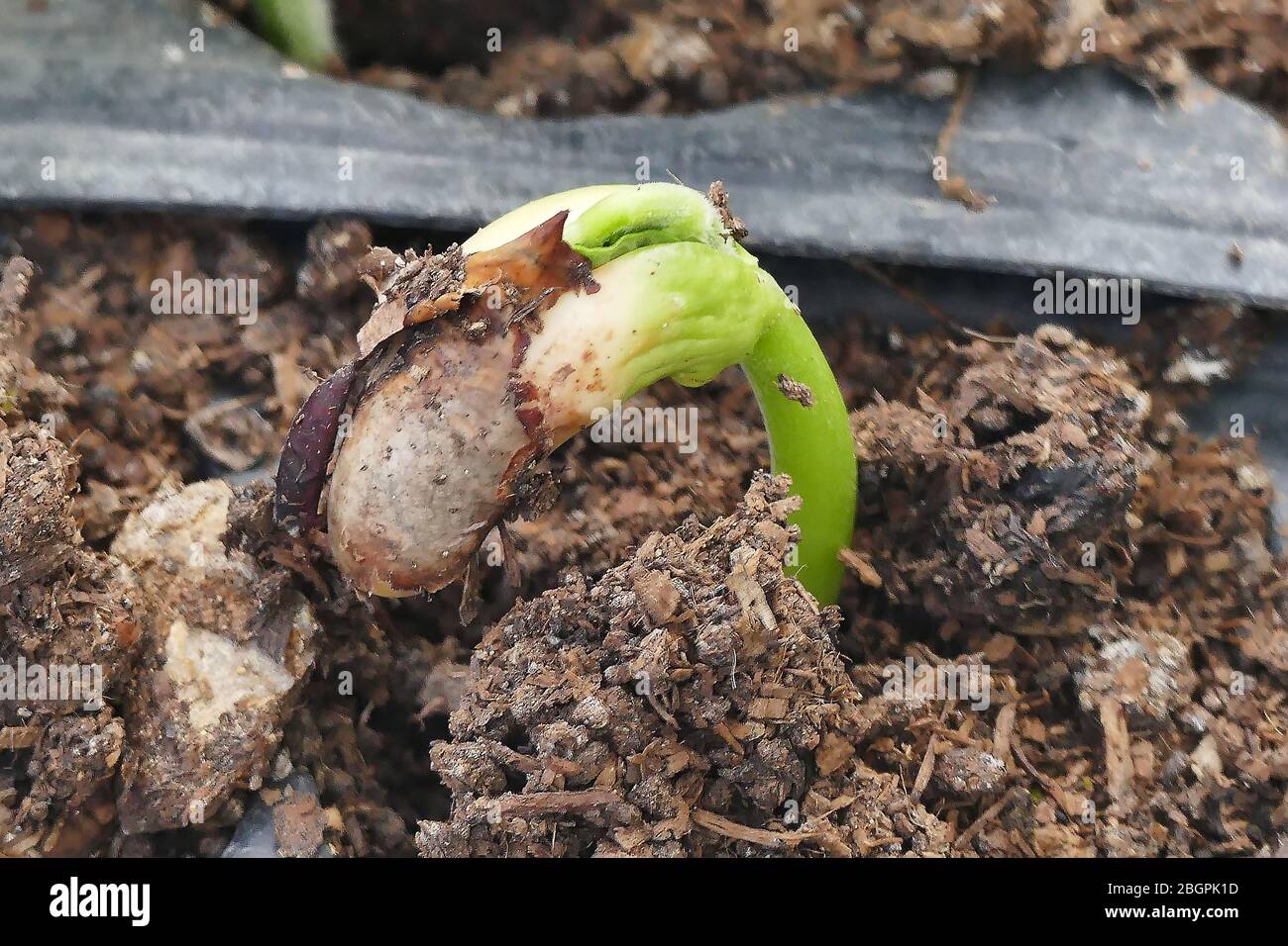 Bean seed in soil hi-res stock photography and images - Alamy