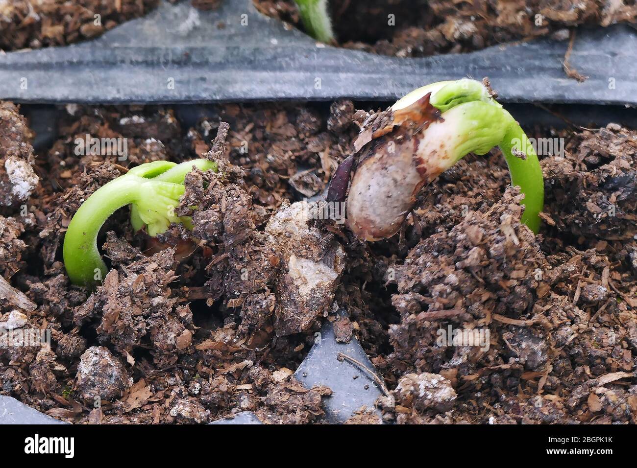 development of a newly sprouting bean seed in soil Stock Photo - Alamy